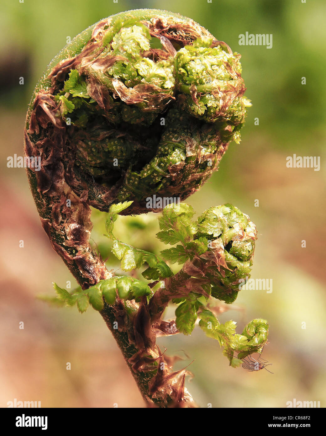 WILD FERN IN SPRING Stock Photo - Alamy