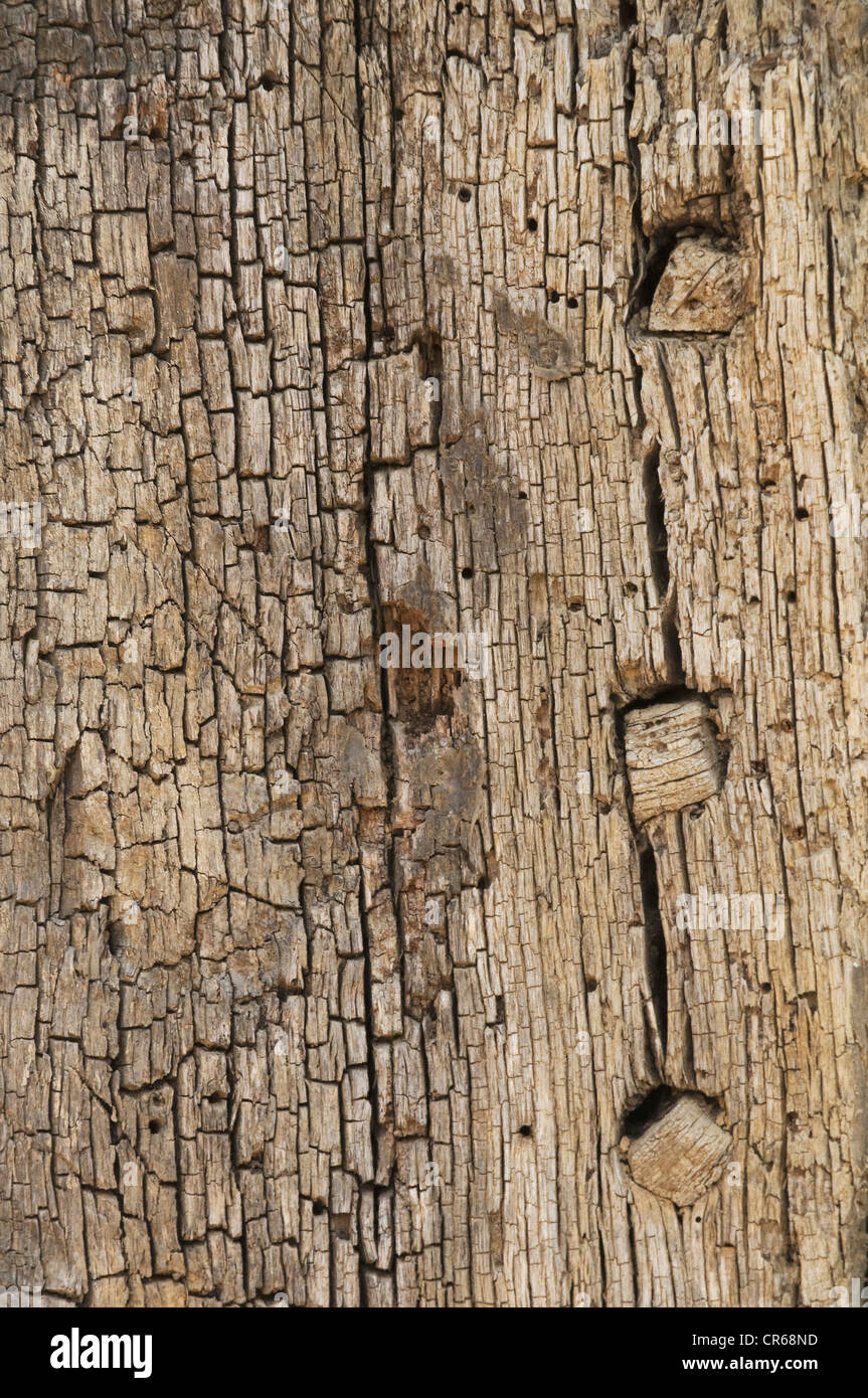 Woodworm hi-res stock photography and images - Alamy