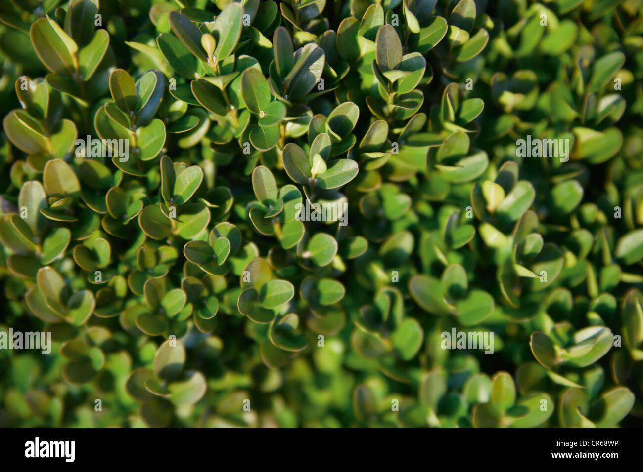 European box hi-res stock photography and images - Alamy