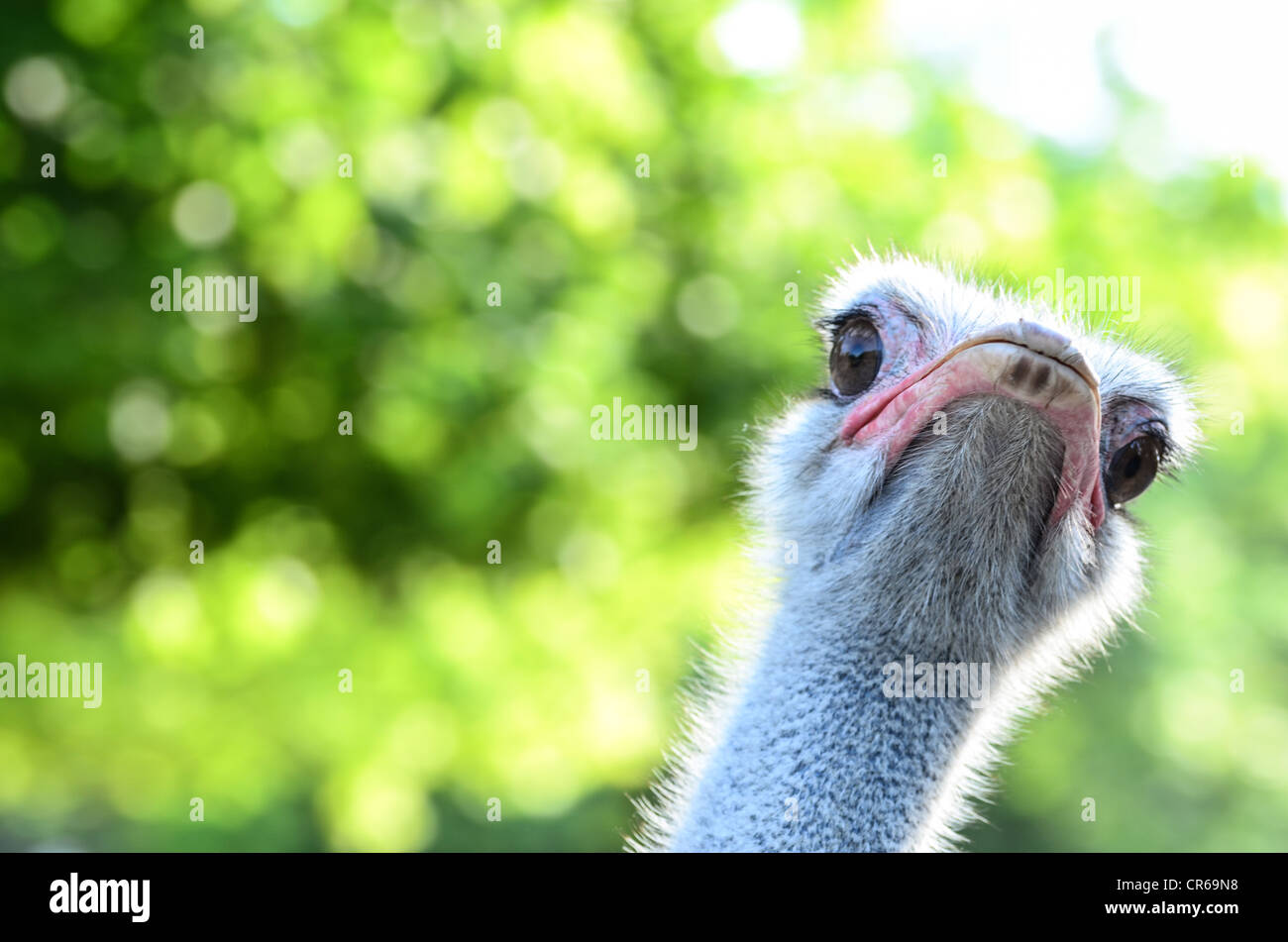 Funny ostrich portrait Stock Photo - Alamy