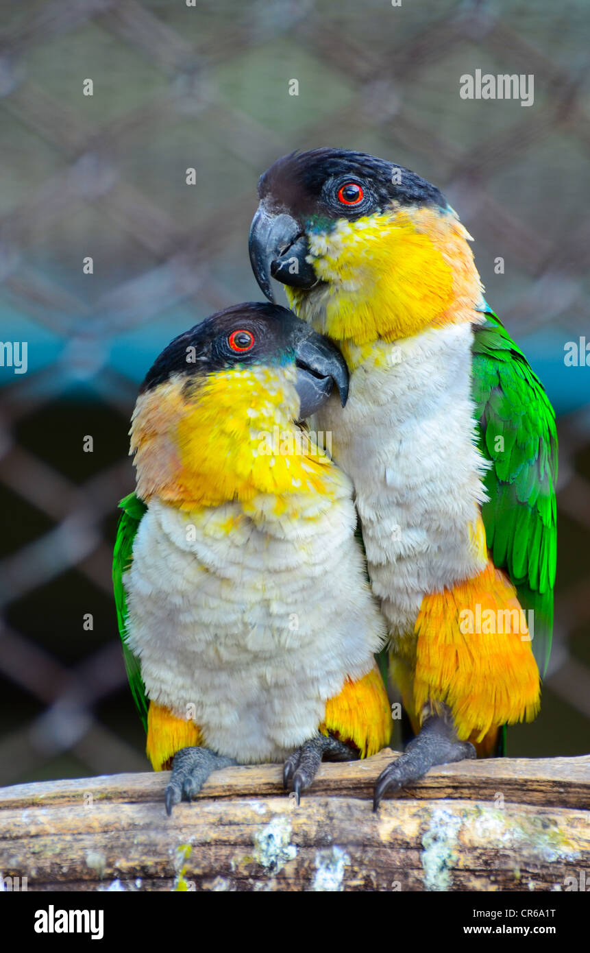 Couple of parrots on a branch in love Stock Photo - Alamy