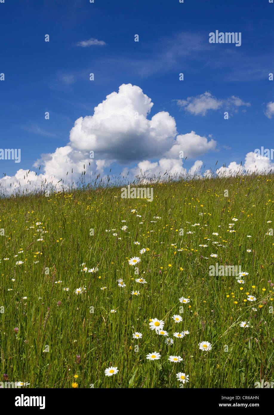 Austria, Salzkammergut, View of flower field during spring Stock Photo ...