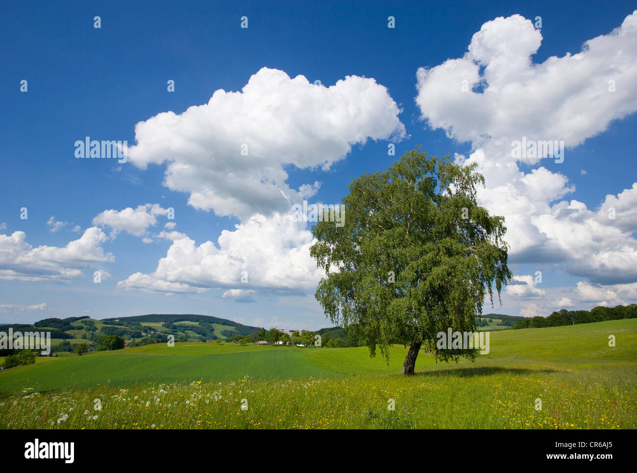 Outdoor birch tree hi-res stock photography and images - Alamy
