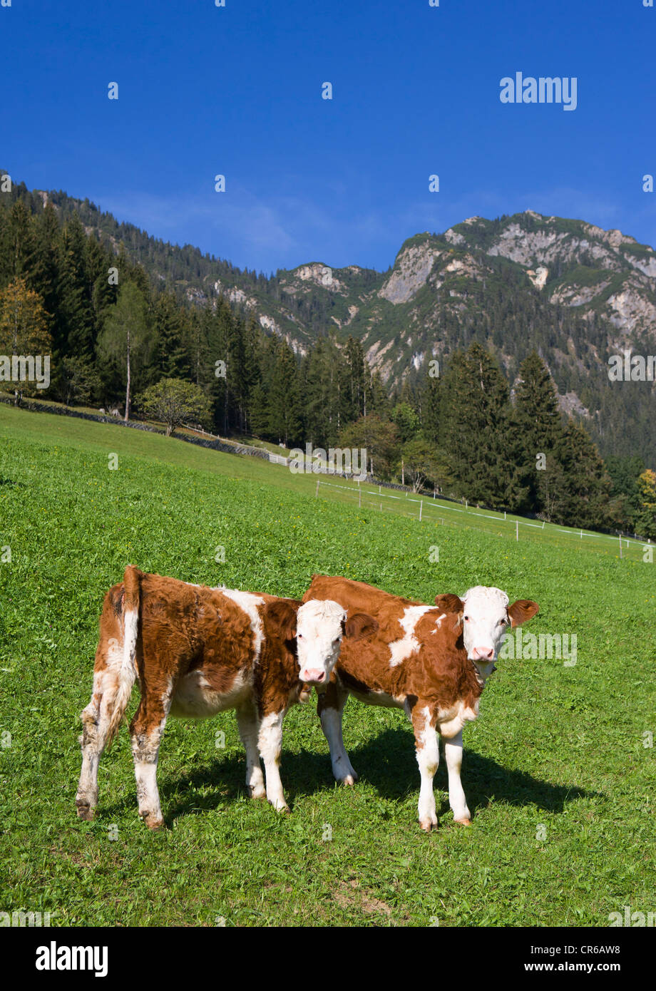 Calves people hi-res stock photography and images - Alamy
