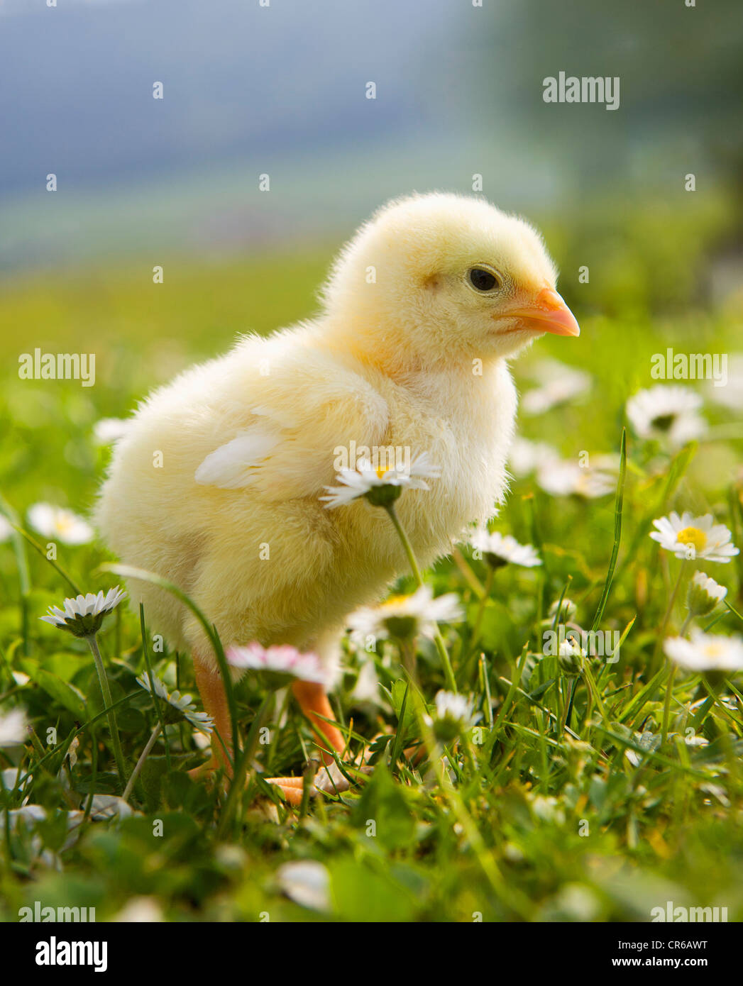 Baby chicken hi-res stock photography and images - Alamy