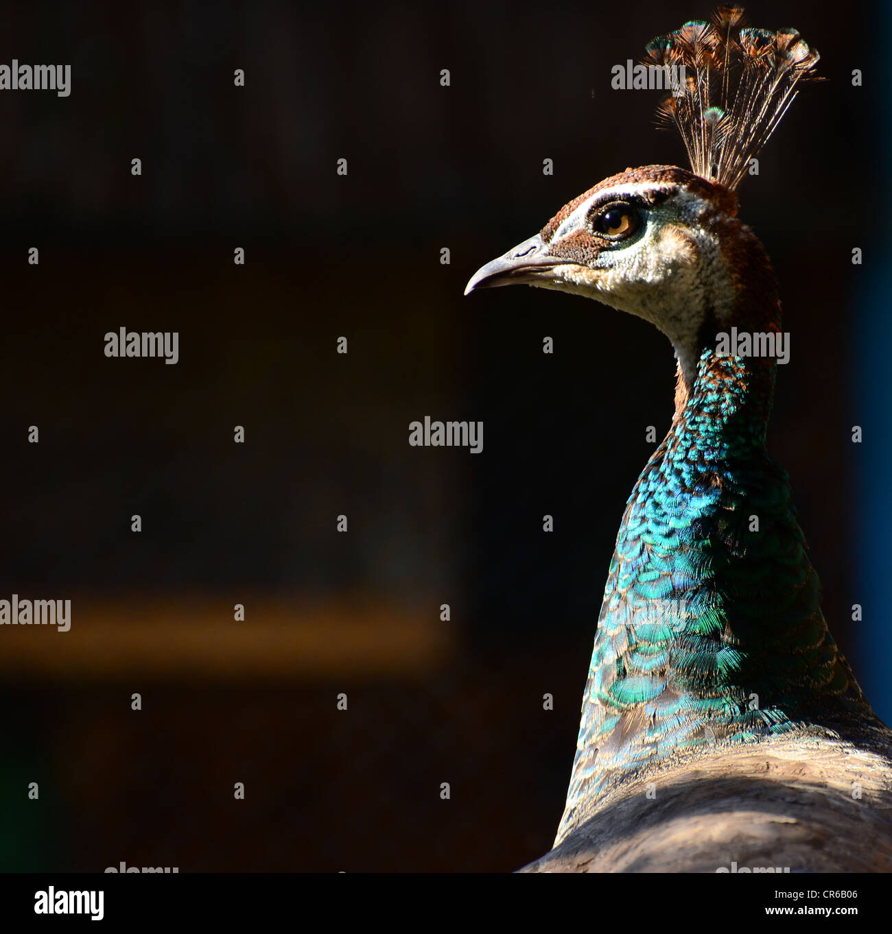 Peafowl genus pavo linnaeus hi-res stock photography and images - Alamy