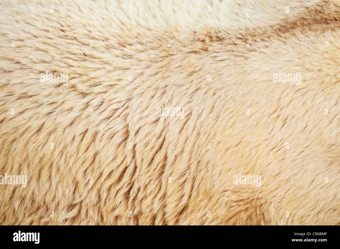 White polar bear fur texture Stock Photo - Alamy