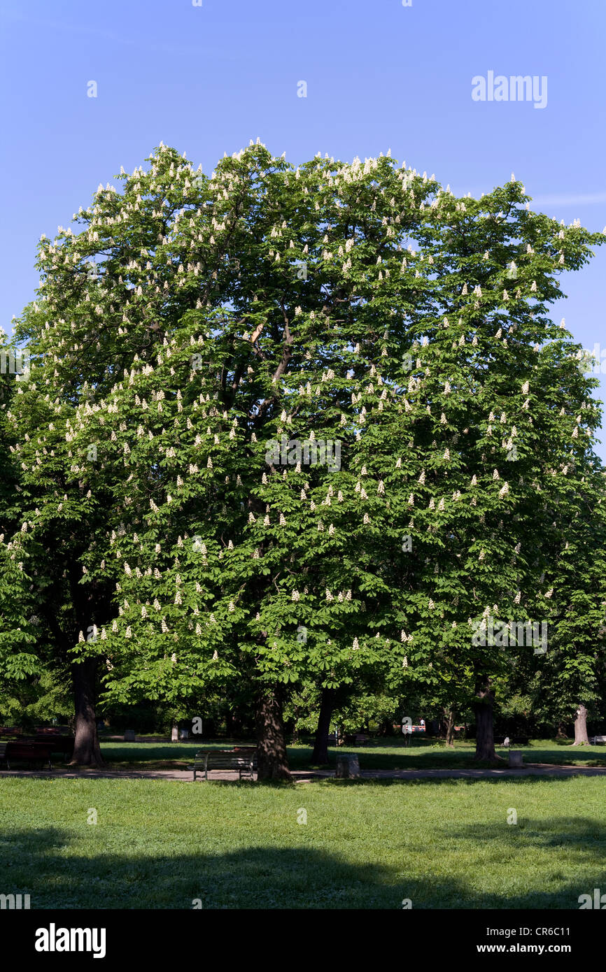 Blossoming Chestnut Tree in the Boris Gardens in Sofia, Bulgaria Stock ...