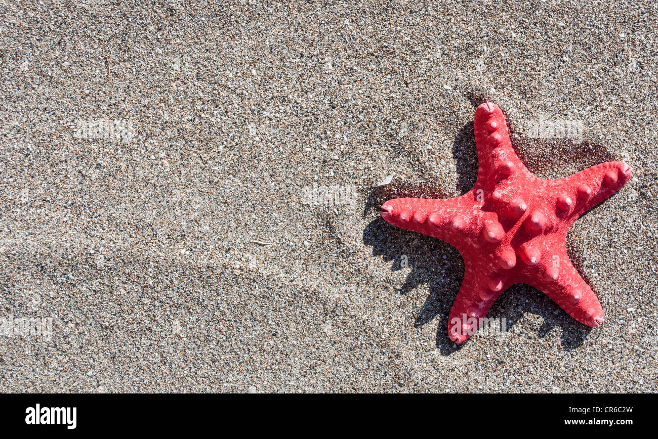 Red sea star on sand background Stock Photo - Alamy