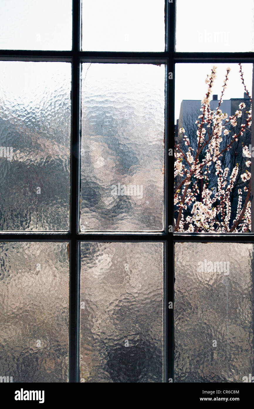 Germany, Blooming branches through old window Stock Photo - Alamy