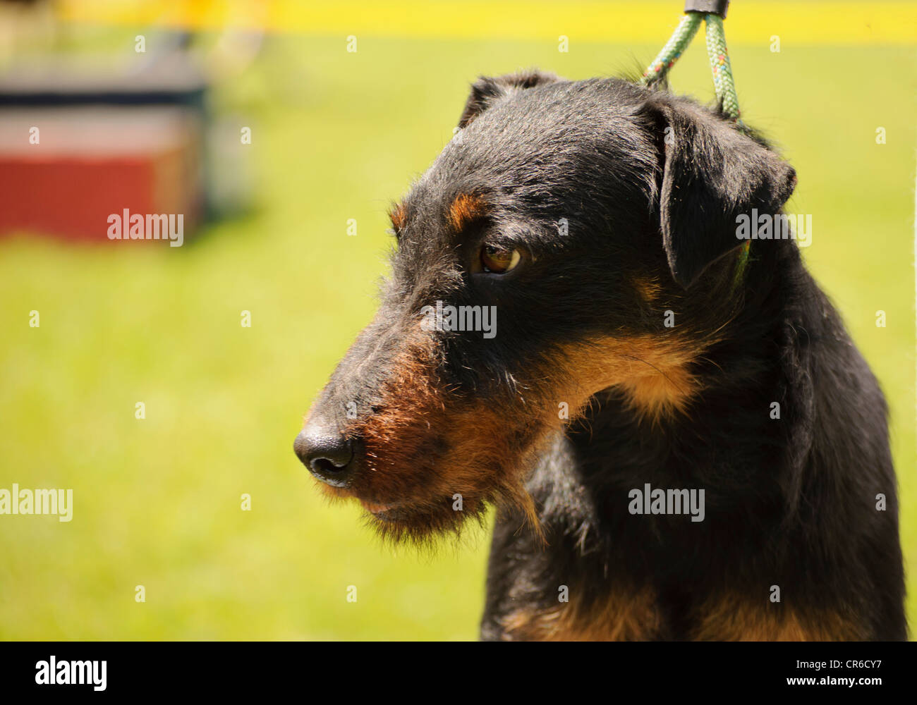 German hunting terrier Stock Photo - Alamy