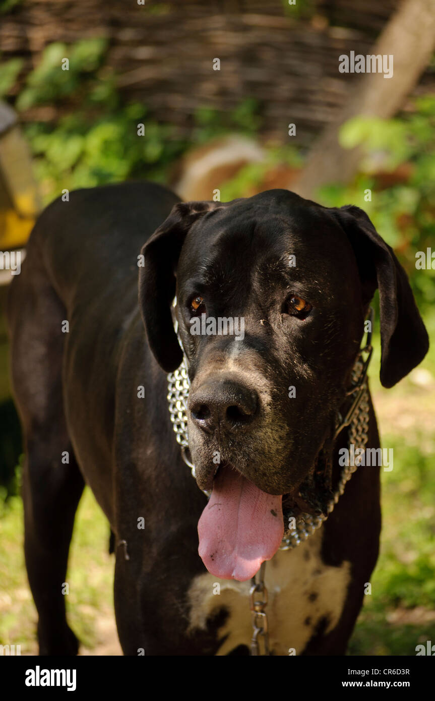 German mastiff hi-res stock photography and images - Alamy