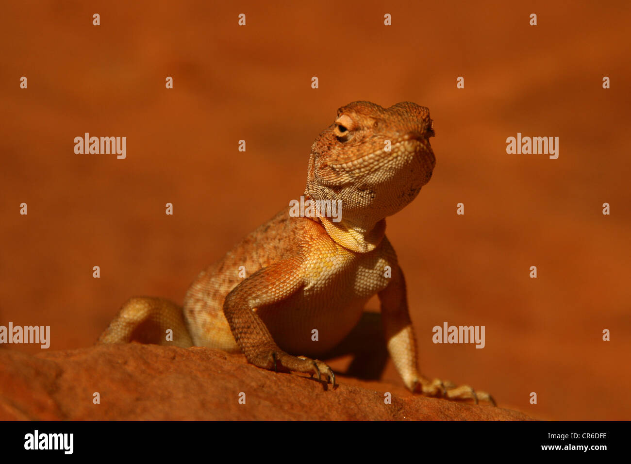 Australia reptile lizard hi-res stock photography and images - Alamy
