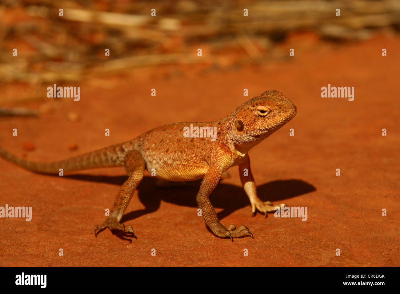 Australia reptile lizard hi-res stock photography and images - Alamy