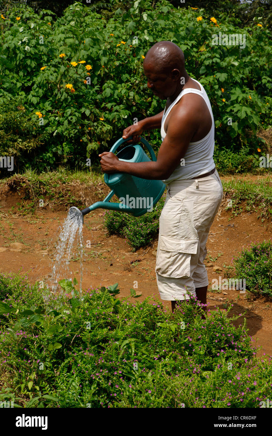 Man pouring water out of a watering can, Bamenda, Cameroon, Africa ...