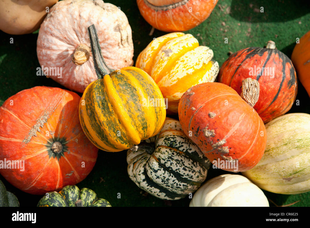 Pumpkin variety hi-res stock photography and images - Alamy