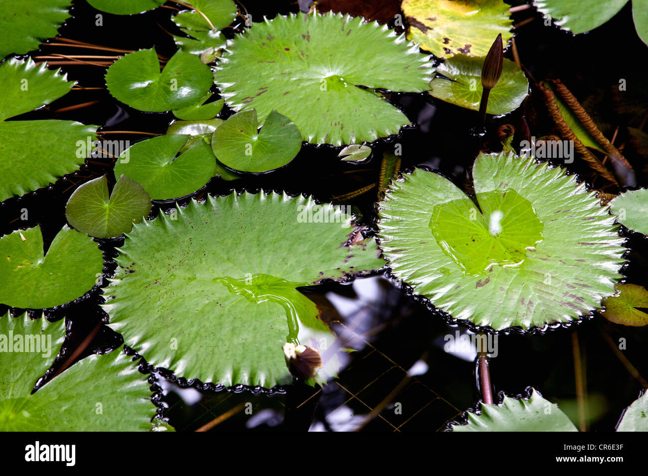 Germany, Bavaria, Wuerzburg, View of water lily in botanical garden ...