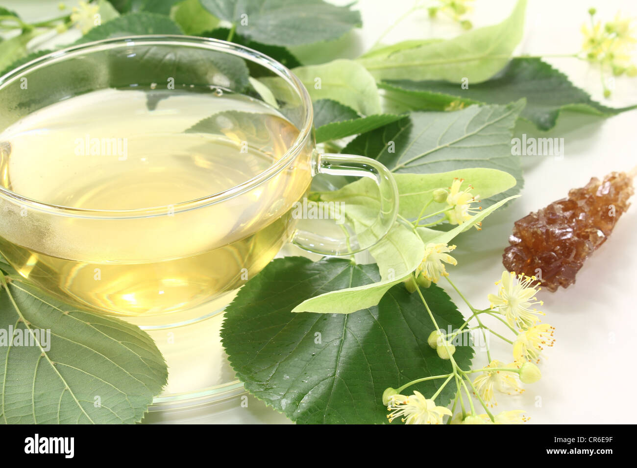 hot lime blossom tea with fresh linden flowers and green leaves Stock ...