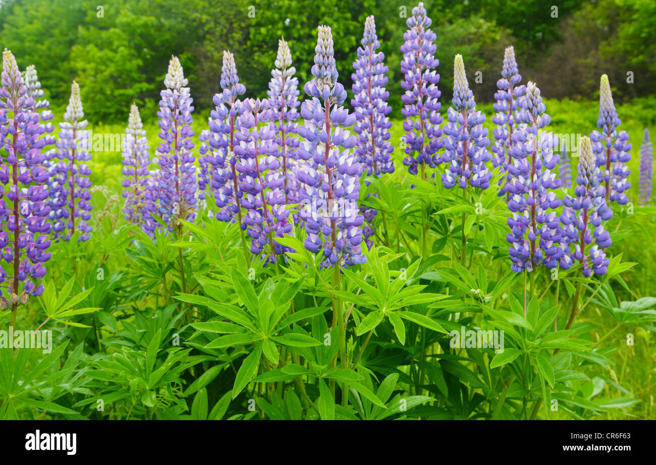 Lupine festival in sugar hill hi-res stock photography and images - Alamy