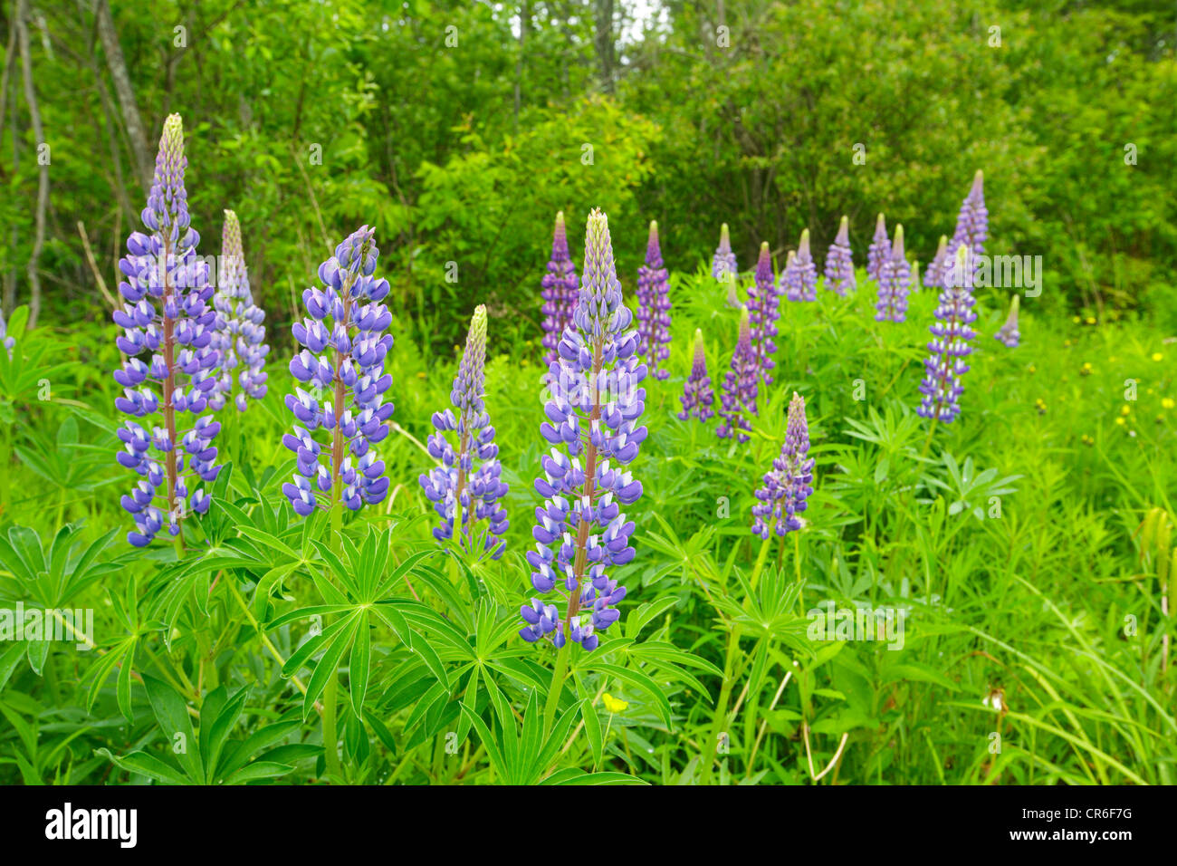 Lupine festival in sugar hill hi-res stock photography and images - Alamy
