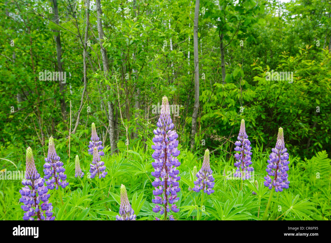 Lupine festival in sugar hill hi-res stock photography and images - Alamy