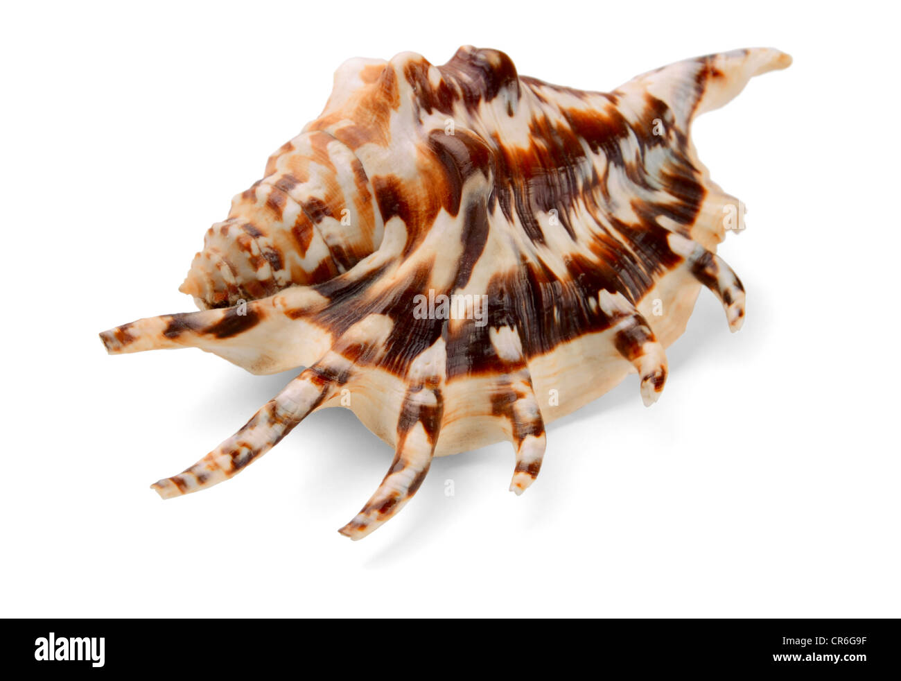 Dorsal view of Lambis lambis seashell isolated on white Stock Photo - Alamy