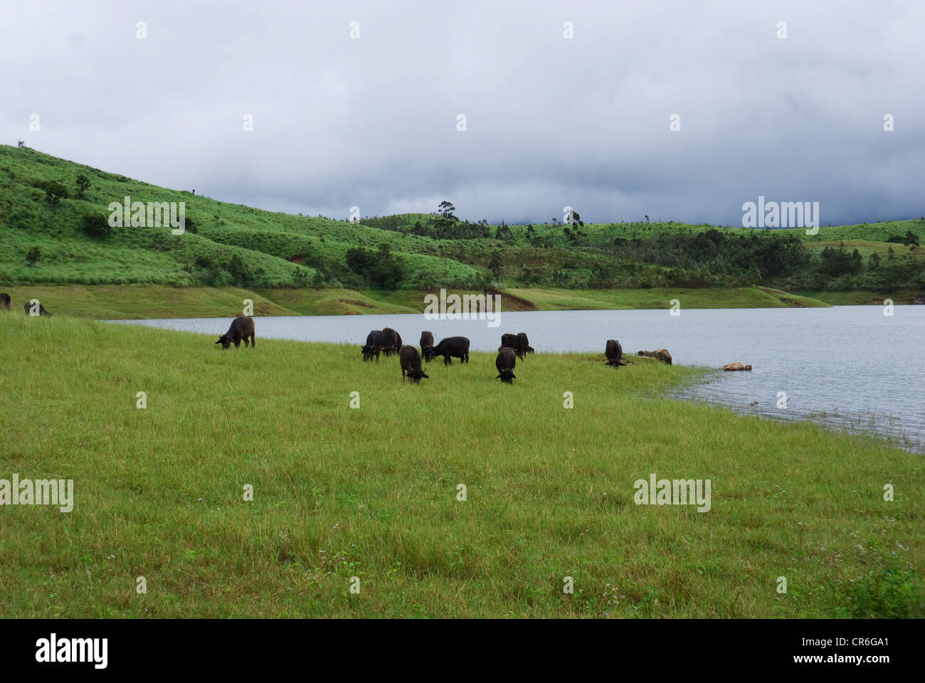 A herd of buffaloes grazing in a valley in Munnar,Kerala Stock Photo ...