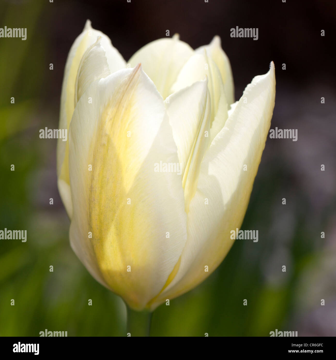 White emperor tulip hi-res stock photography and images - Alamy
