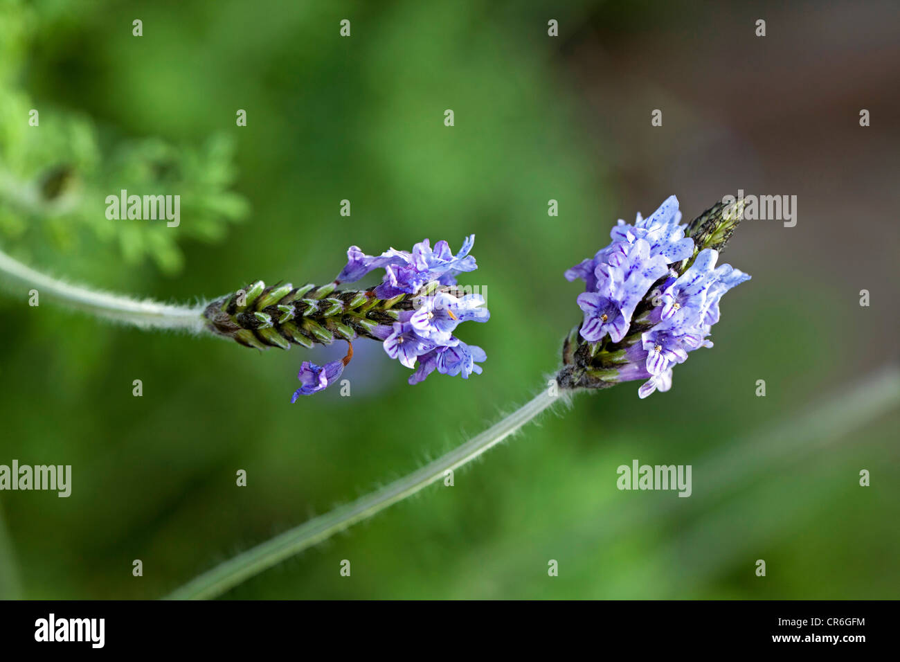 Fernleaf lavender, Sommarlavendel (Lavandula multifida Stock Photo - Alamy