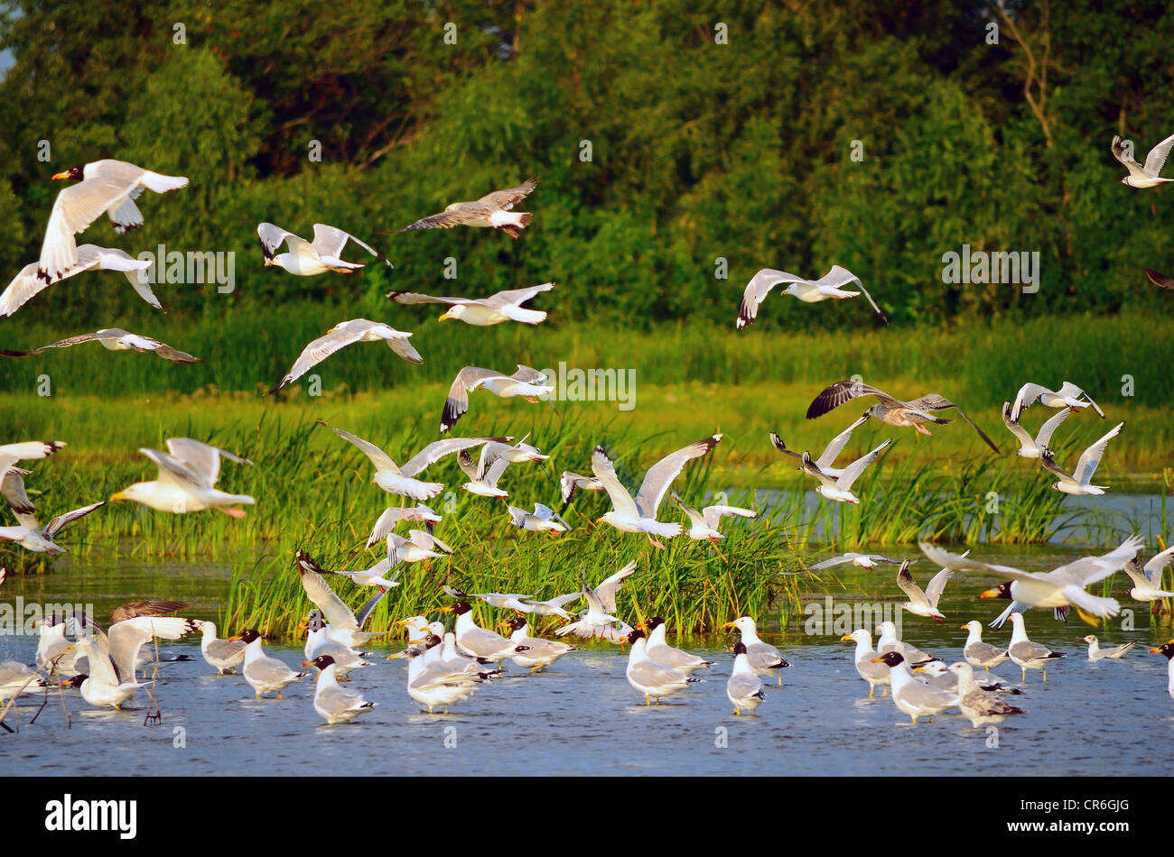 Large flock of gulls at the river bank Stock Photo - Alamy