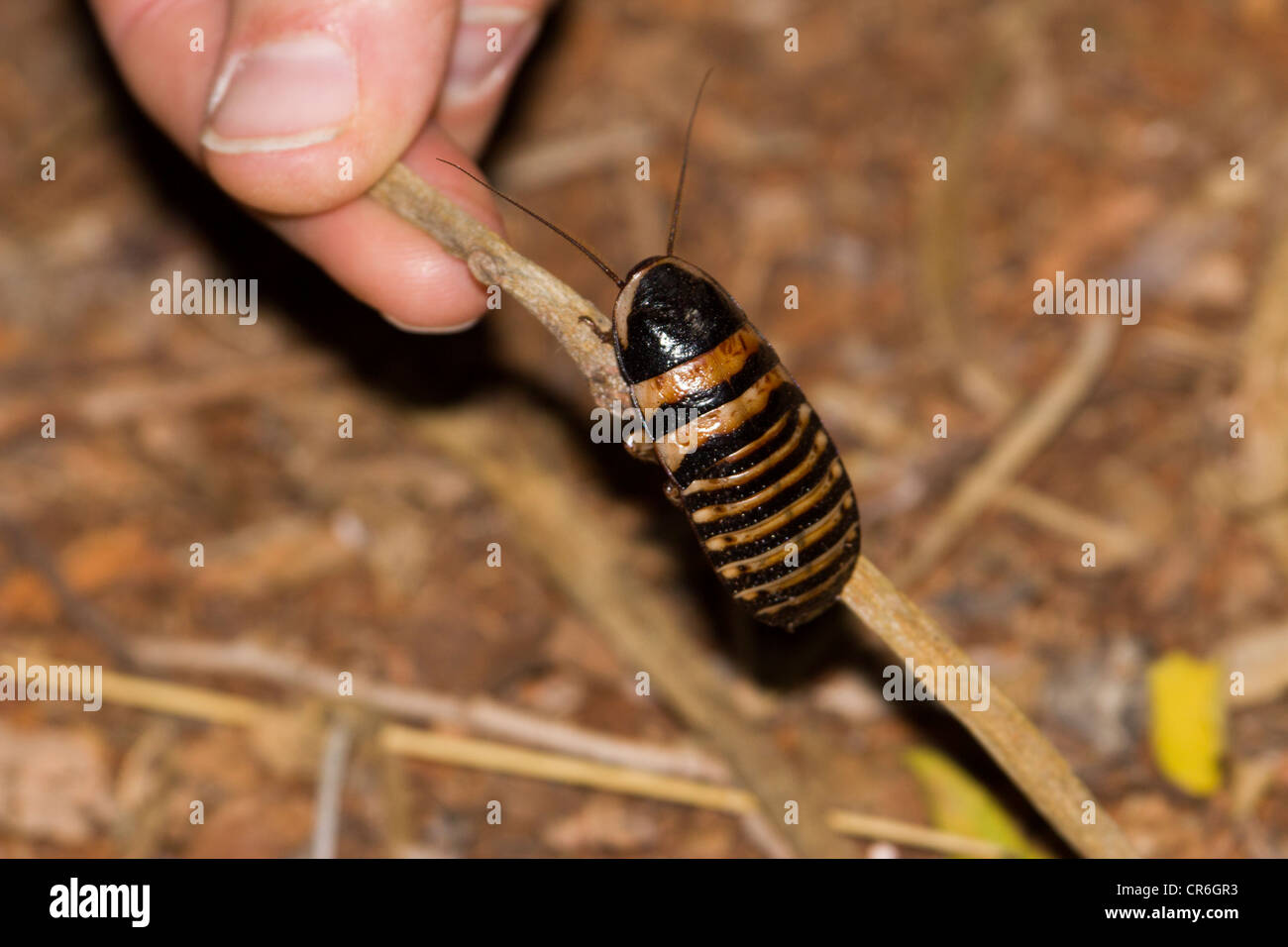 Madagascar hissing Cockroach, Berenty, Madagascar Stock Photo - Alamy
