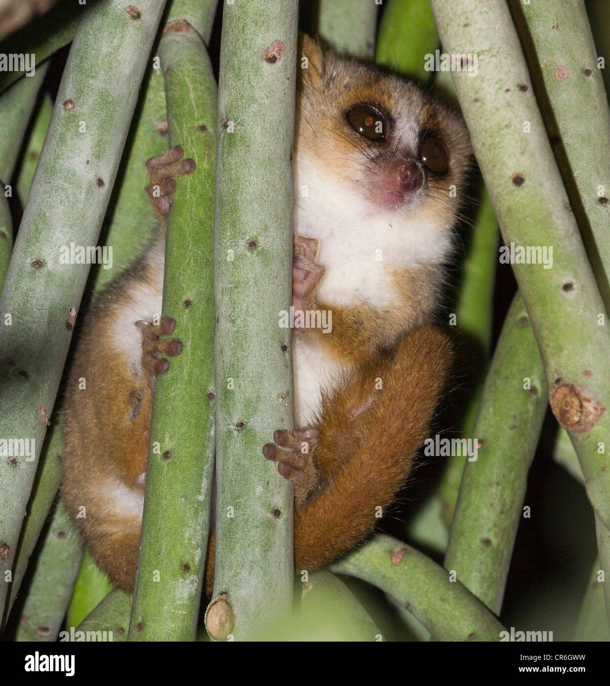 mouse lemur Microcebus, Berenty Reserve, Madagascar Stock Photo - Alamy
