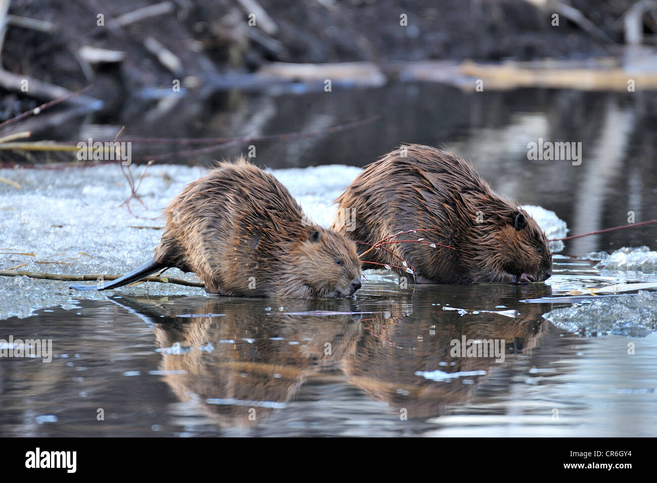 Beavers hi-res stock photography and images - Alamy