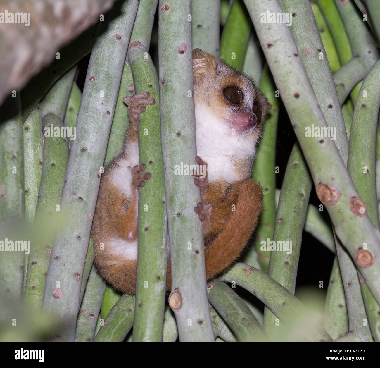 mouse lemur Microcebus, Berenty Reserve, Madagascar Stock Photo - Alamy