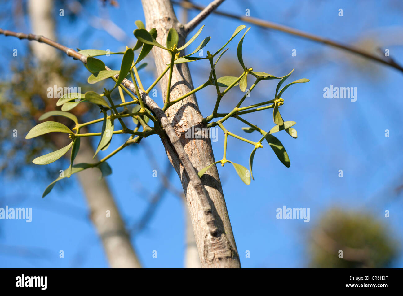 Mistel hi-res stock photography and images - Alamy