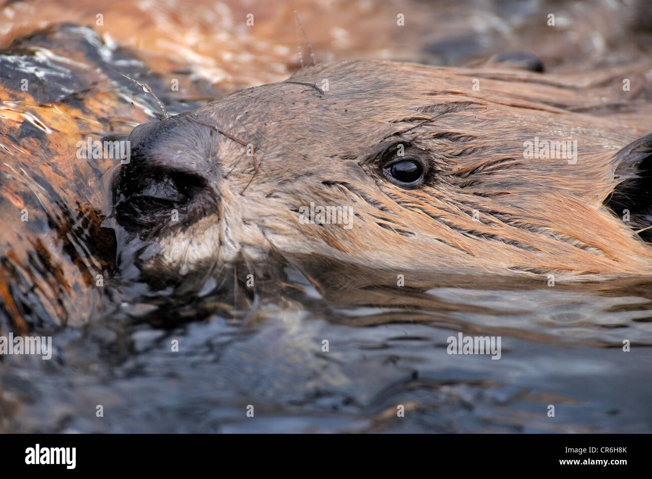 A close up image of a wild beaver's face as he pushes a tree log ...