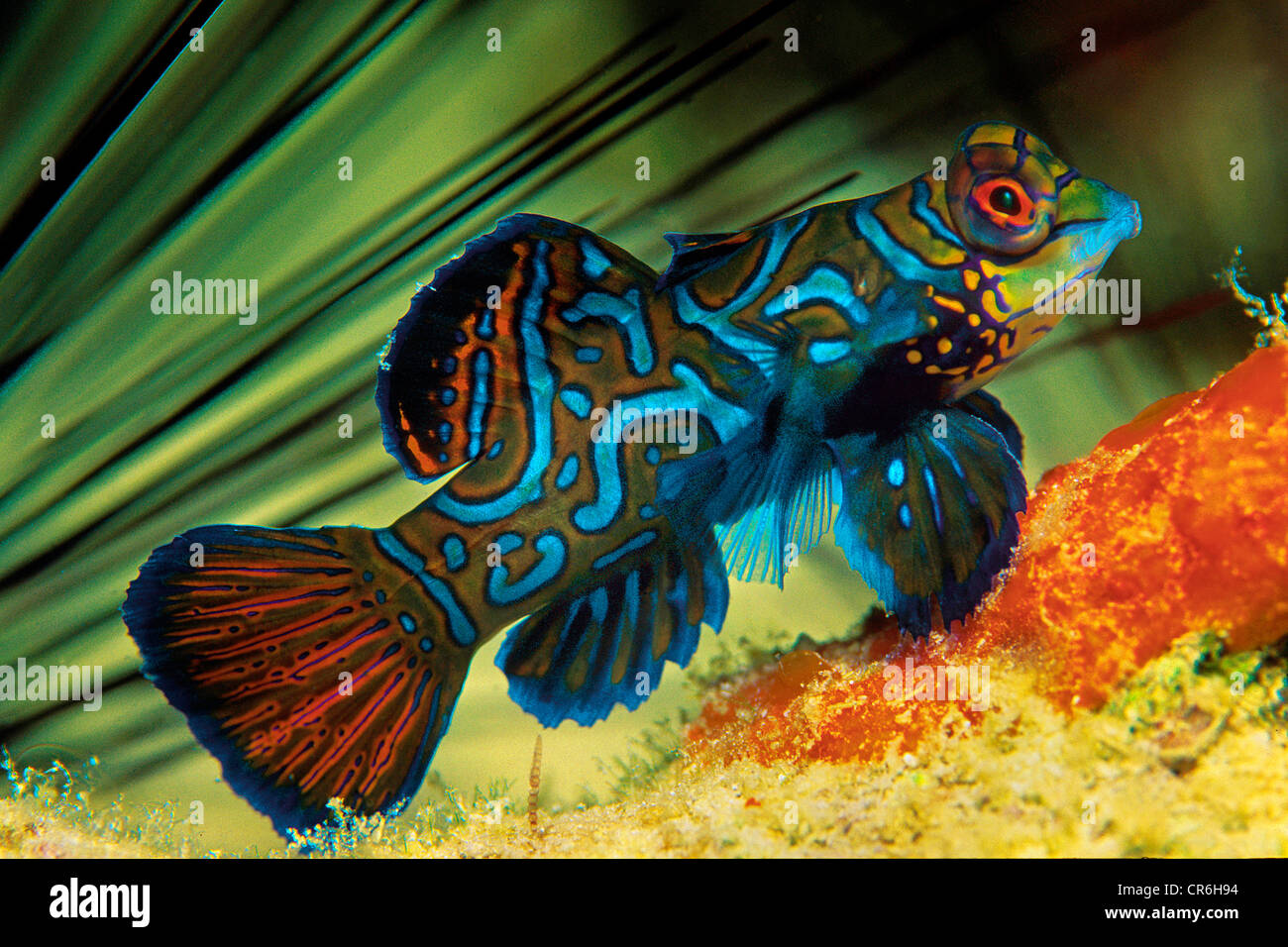 Borneo Fish High Resolution Stock Photography and Images - Alamy