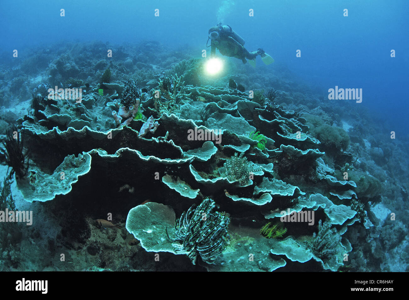 Echinopora High Resolution Stock Photography and Images - Alamy