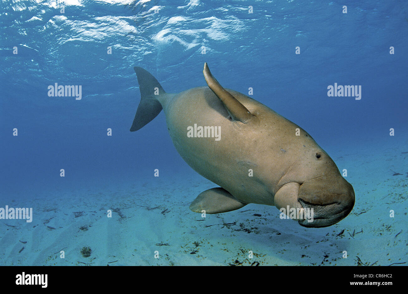 Indo Malaysia High Resolution Stock Photography and Images - Alamy