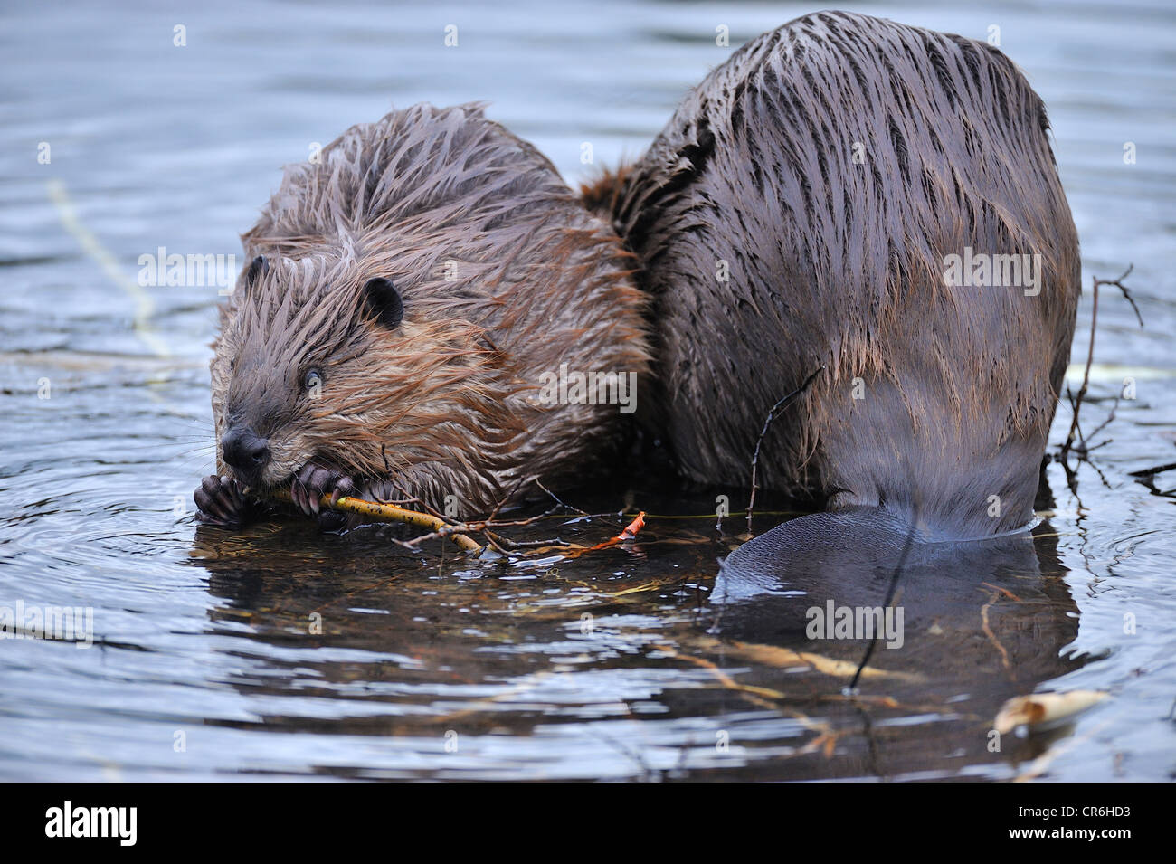 Two wild beaver feeding while resting in their water habitat Stock ...