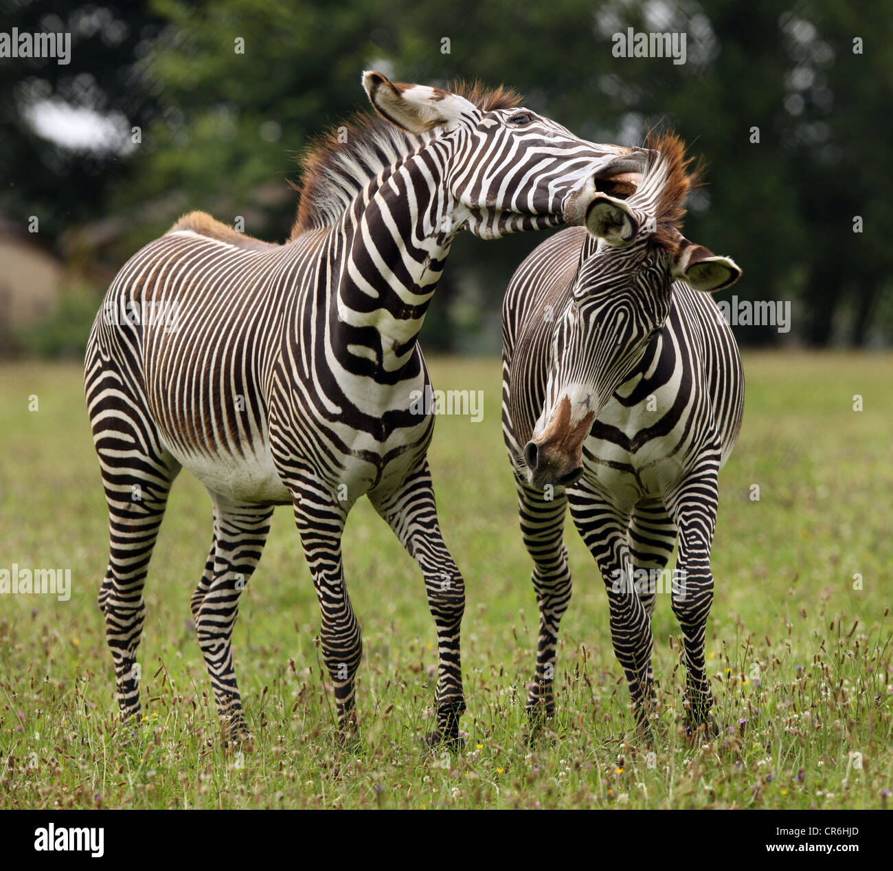 Two male Zebra fighting Stock Photo - Alamy