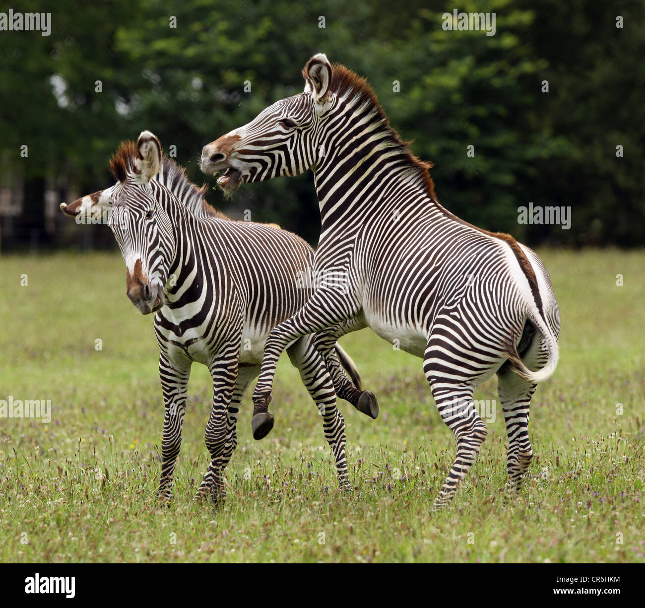 Zebra teeth hi-res stock photography and images - Alamy