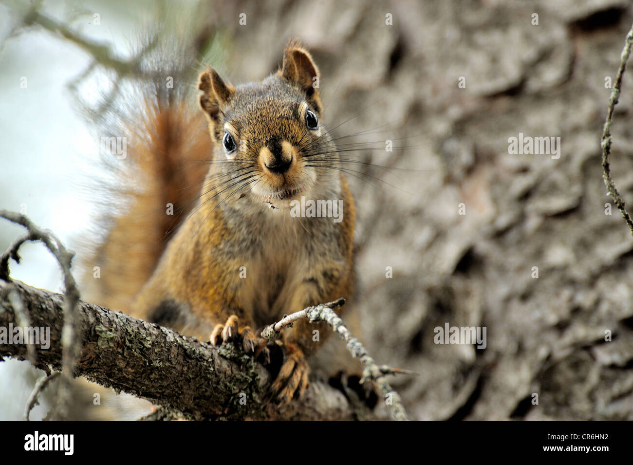 A red squirrel on a tree branch looking down Stock Photo - Alamy