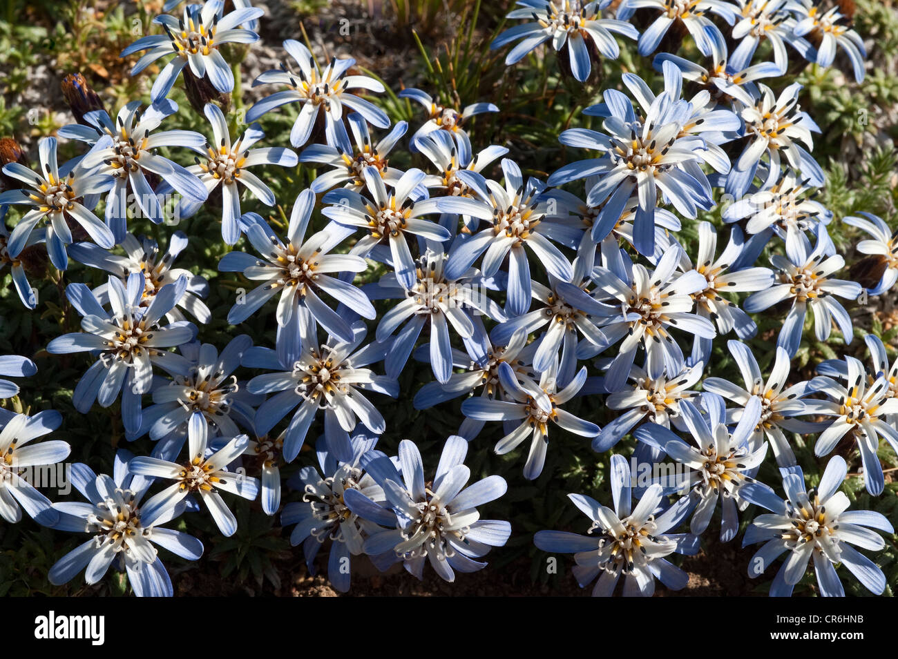 Perezia hi-res stock photography and images - Alamy