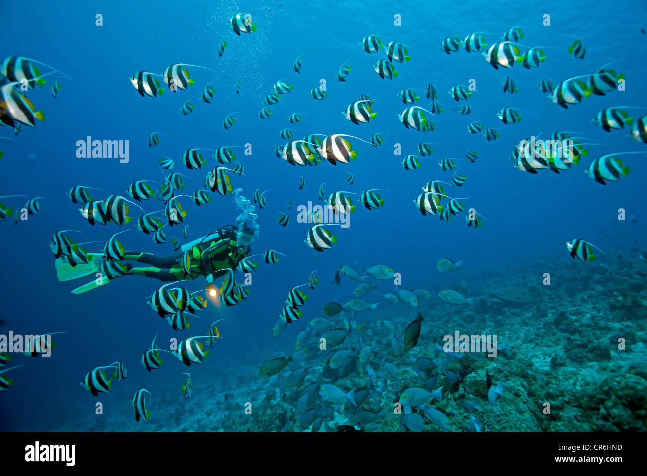 Banner Fish High Resolution Stock Photography and Images - Alamy