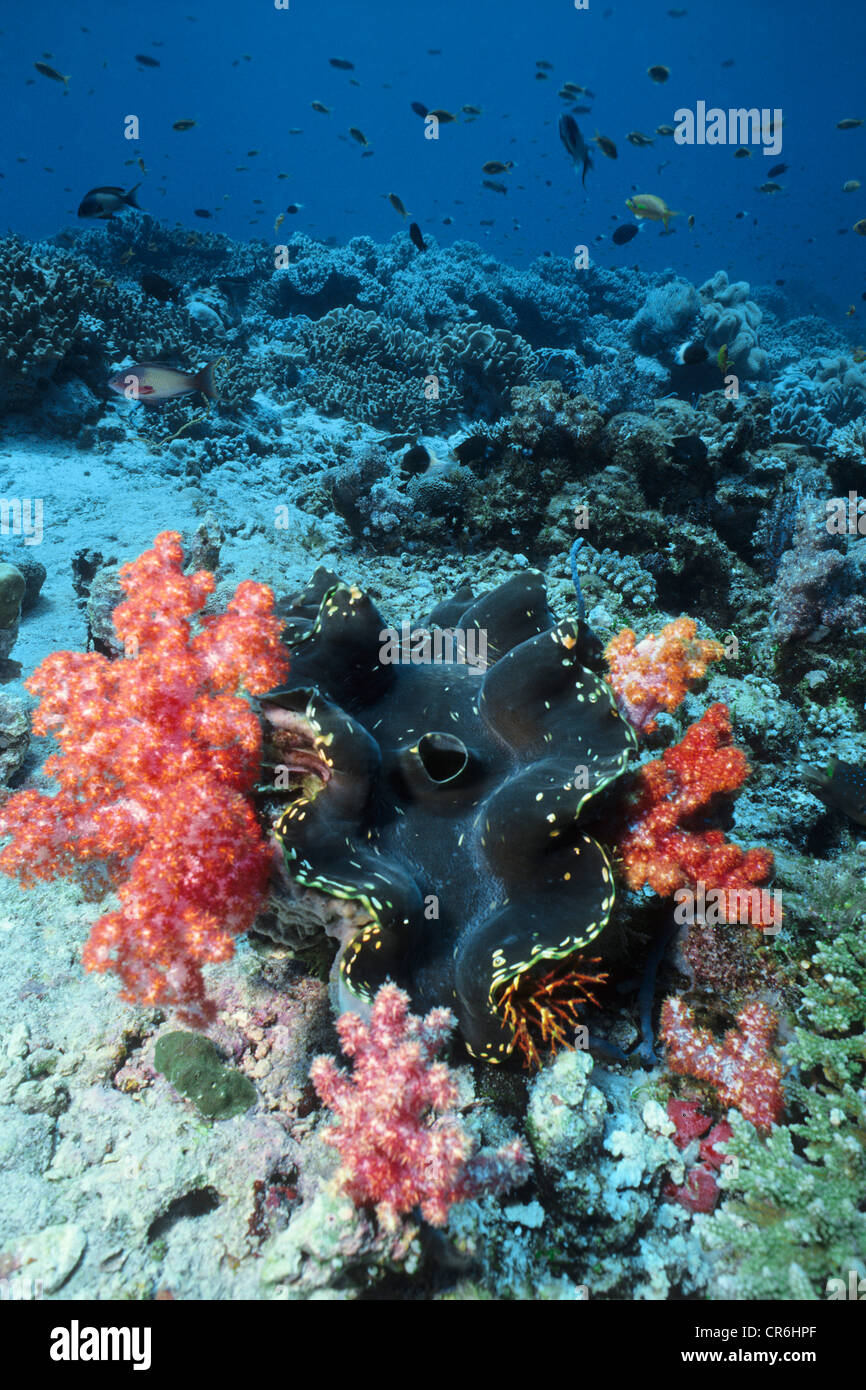 Red Clam High Resolution Stock Photography and Images - Alamy