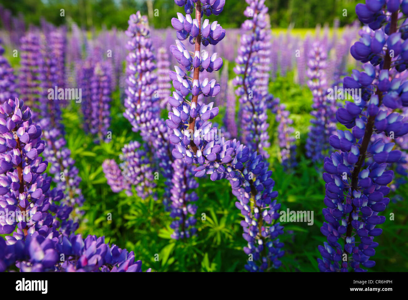 Lupine festival in sugar hill hi-res stock photography and images - Alamy