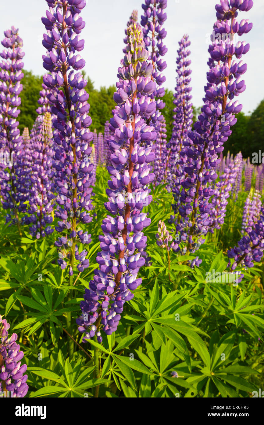 Lupine festival in sugar hill hi-res stock photography and images - Alamy