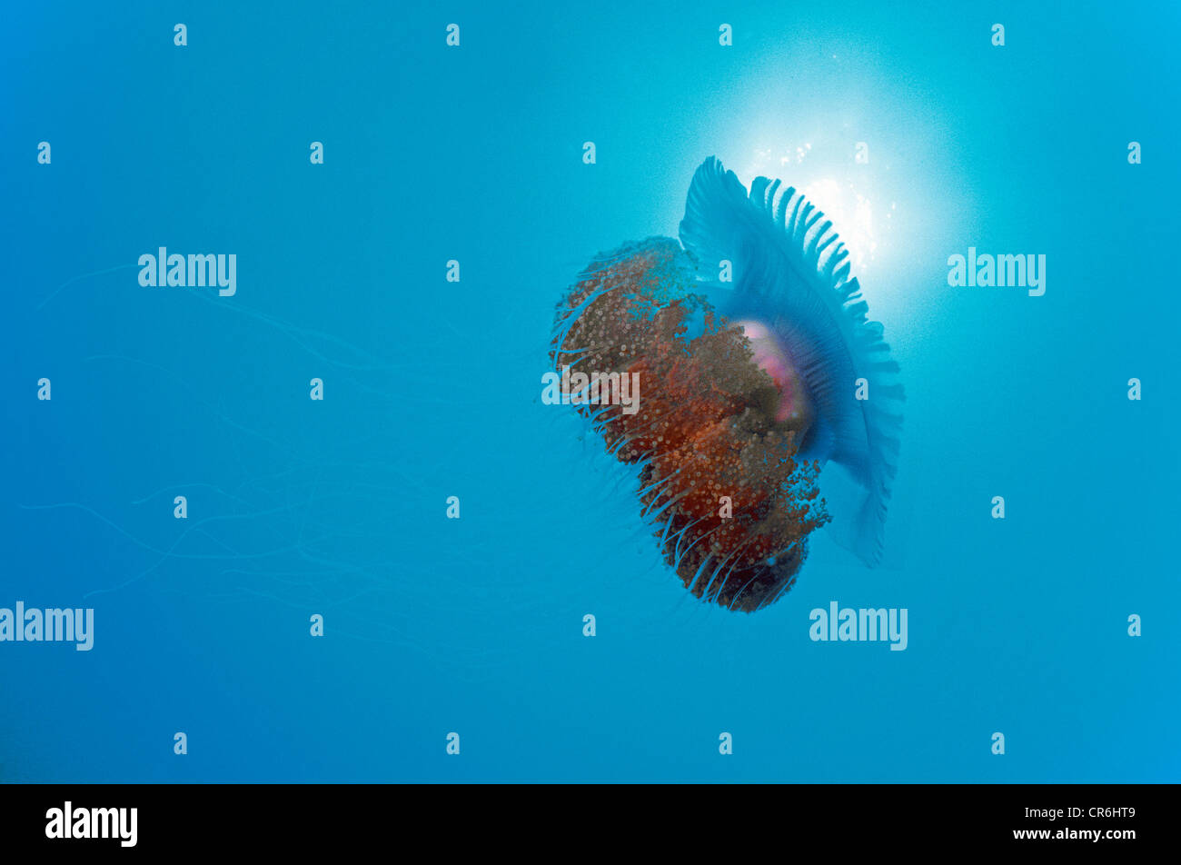 Netrostoma Setouchianum High Resolution Stock Photography and Images ...