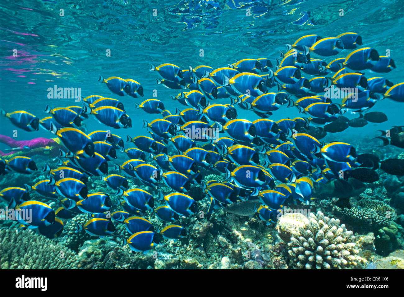 Powderblue Surgeonfish High Resolution Stock Photography and Images - Alamy